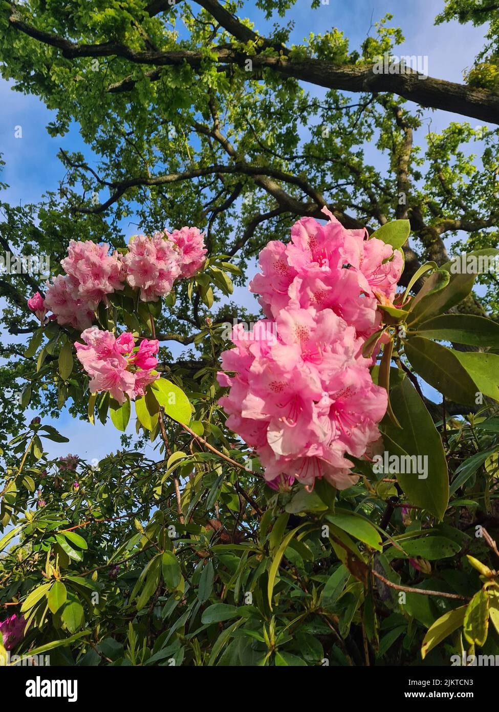 Beautiful garden pink flowers hi-res stock photography and images - Alamy