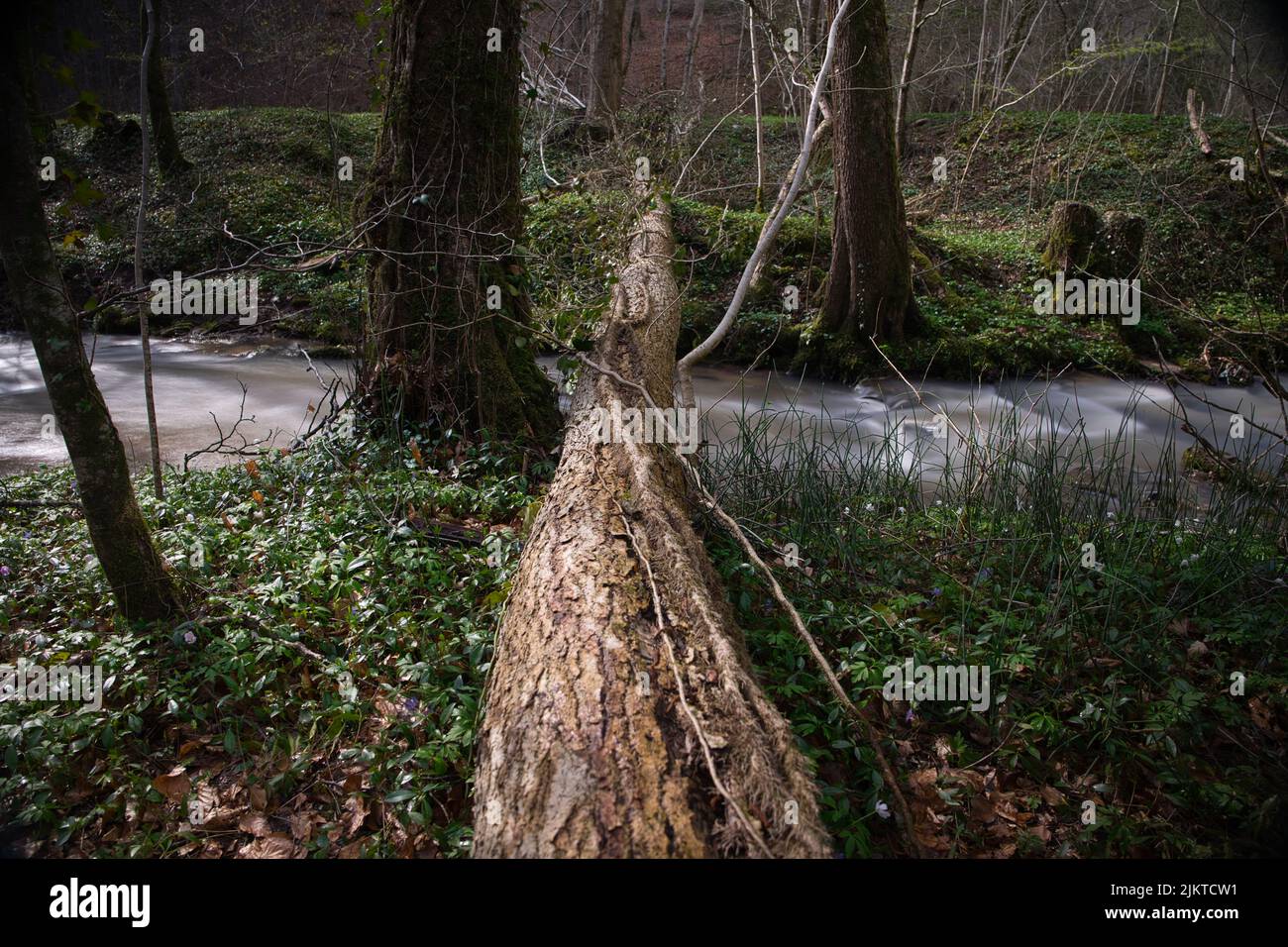 Tall tree grass hi-res stock photography and images - Alamy