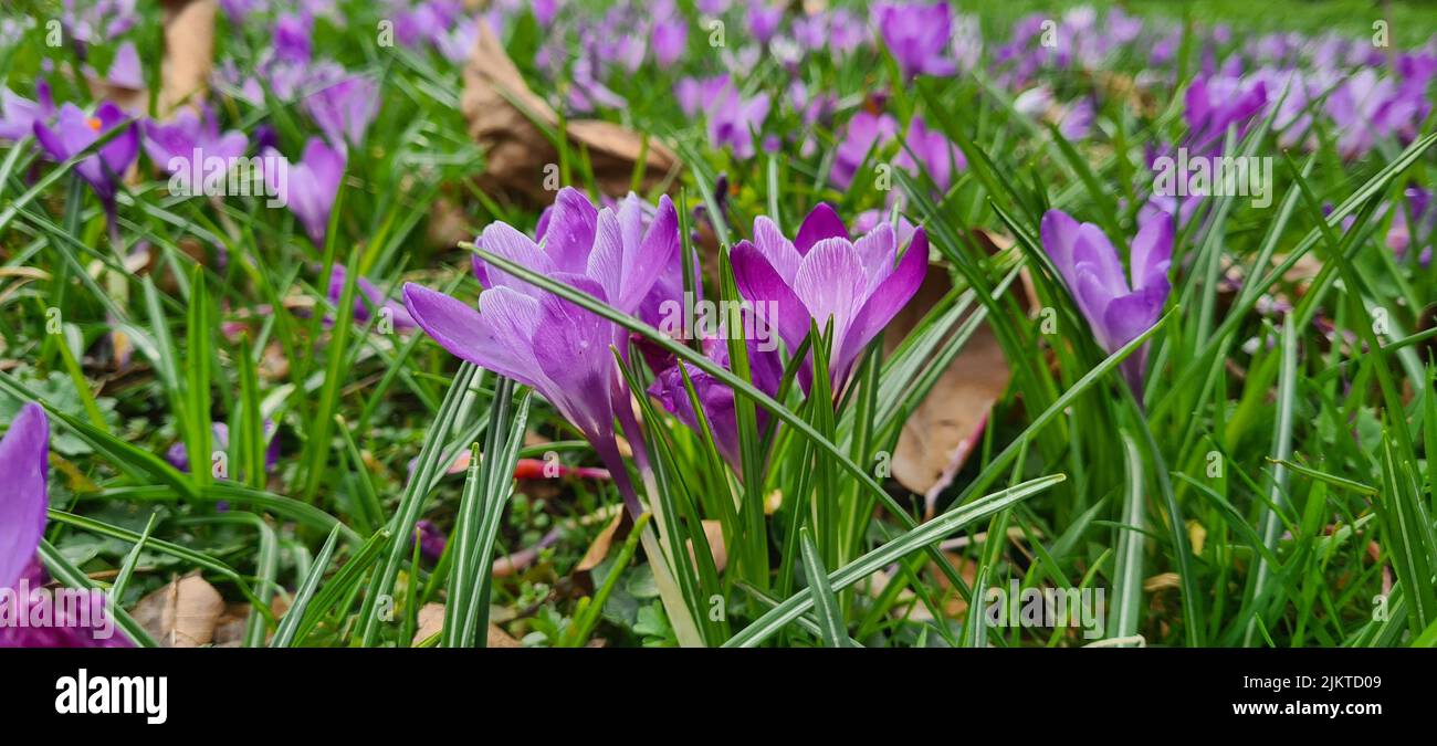 Purple crocuses grass green hi-res stock photography and images - Alamy