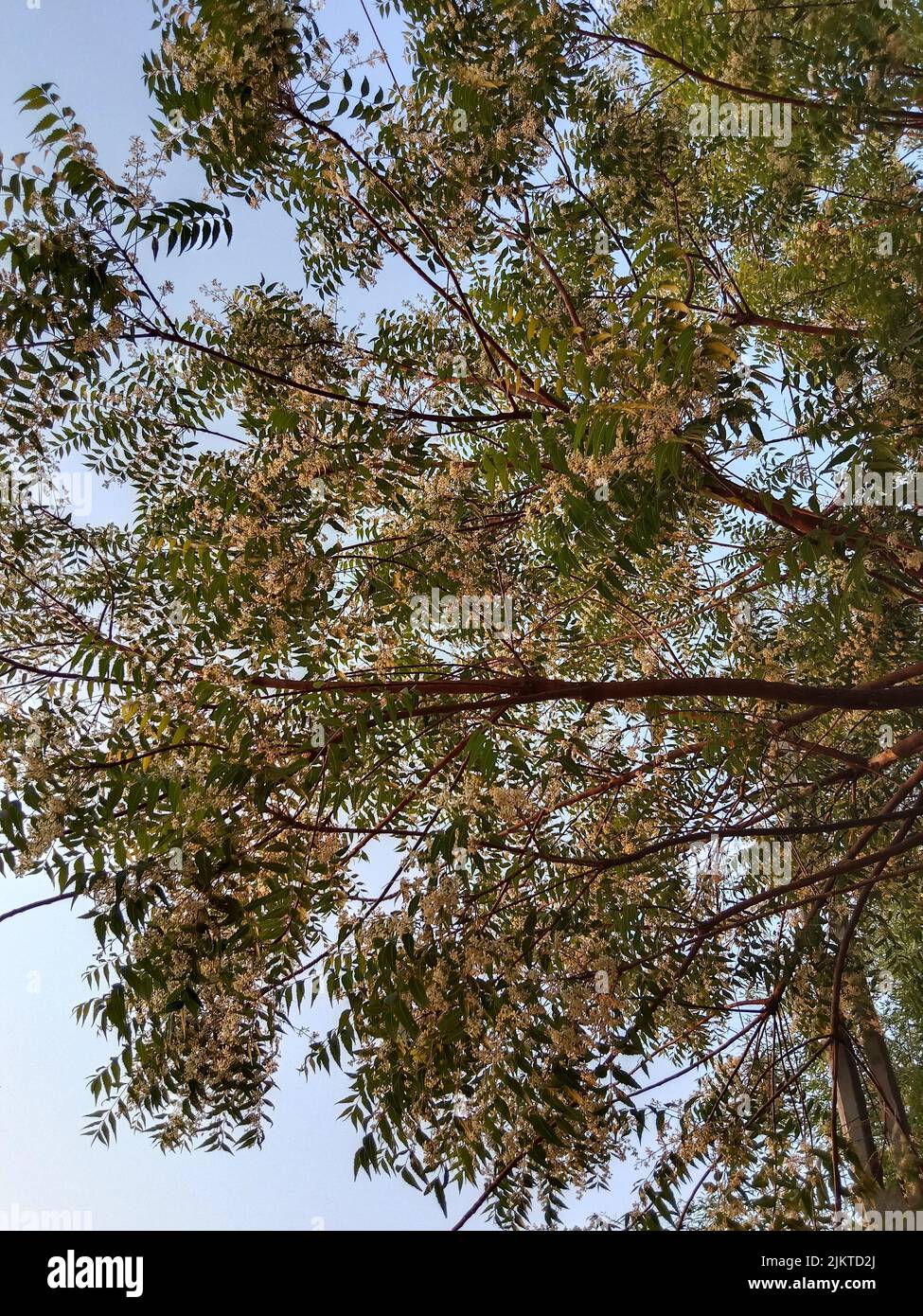 A low angle view of Neem flowers on a tree with a blue sky background ...