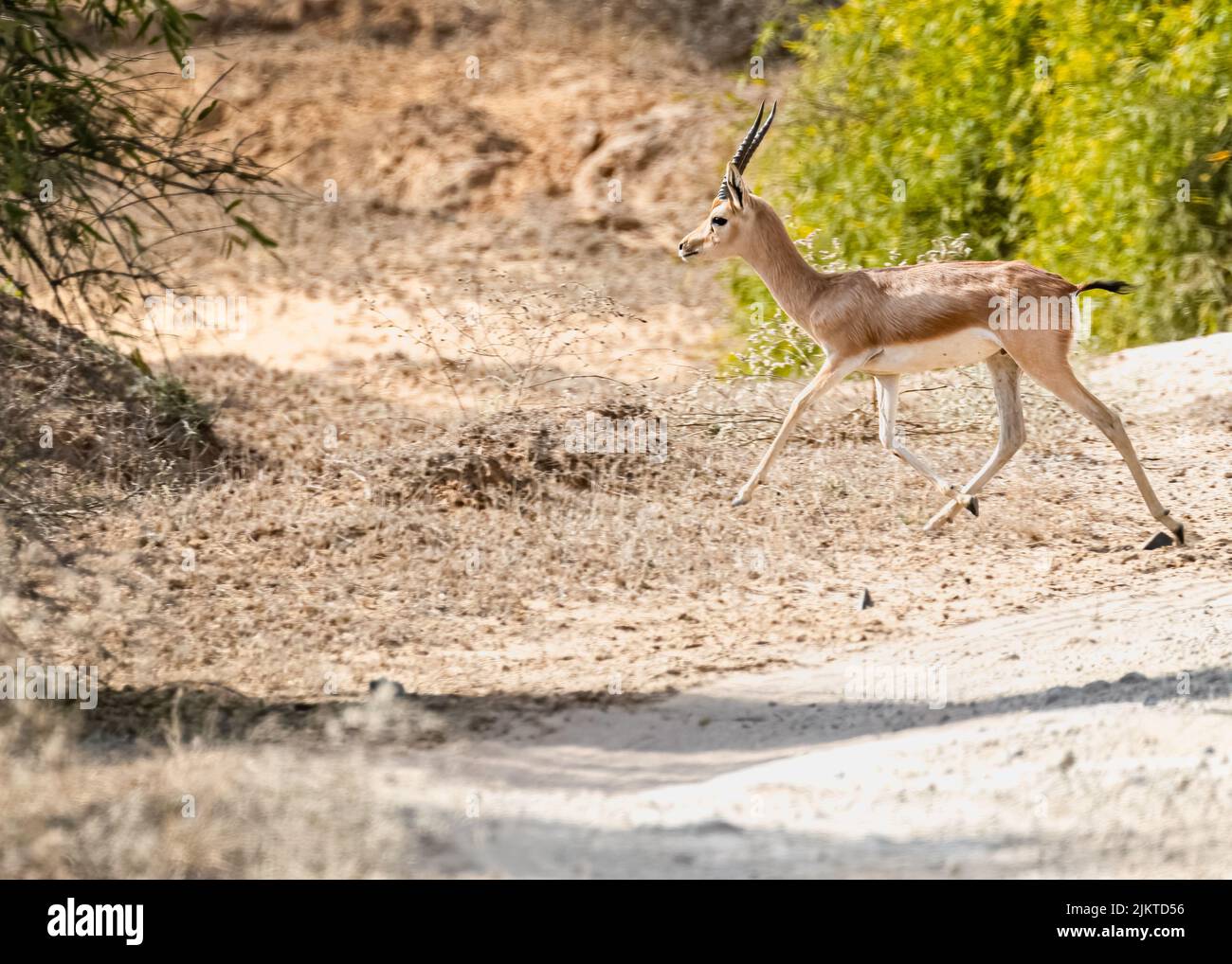 Chinkara pair hi-res stock photography and images - Alamy