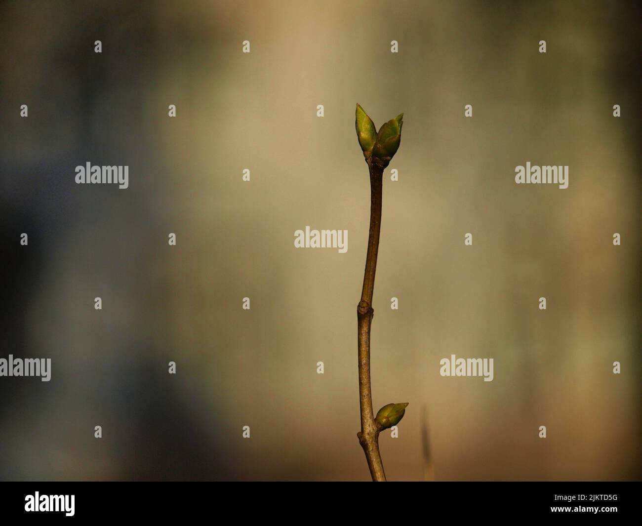 Stem texture hi-res stock photography and images - Alamy