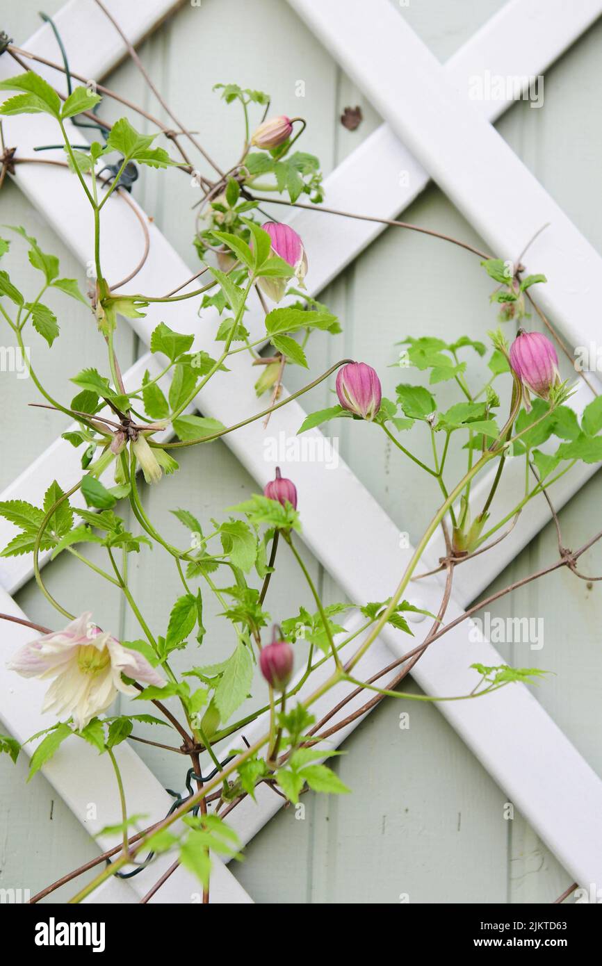 Clematis buds hi-res stock photography and images - Alamy