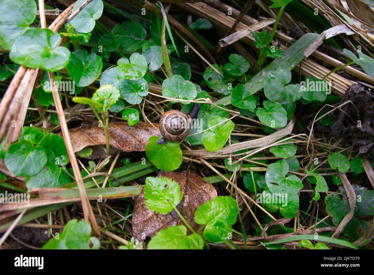 Plant snail hi-res stock photography and images - Alamy