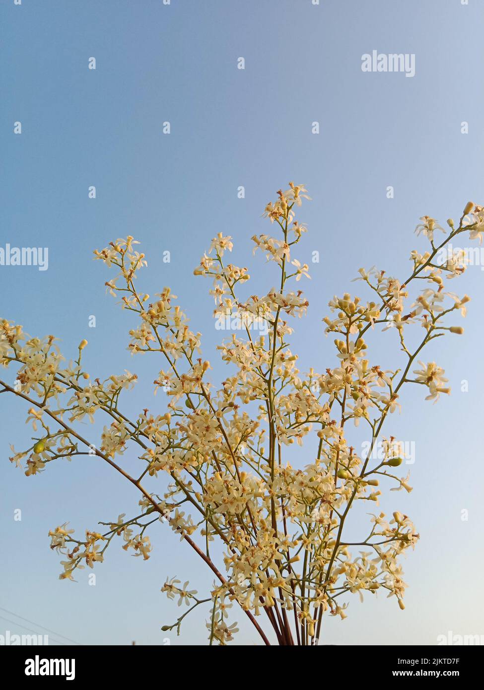 Neem flower hi-res stock photography and images - Alamy