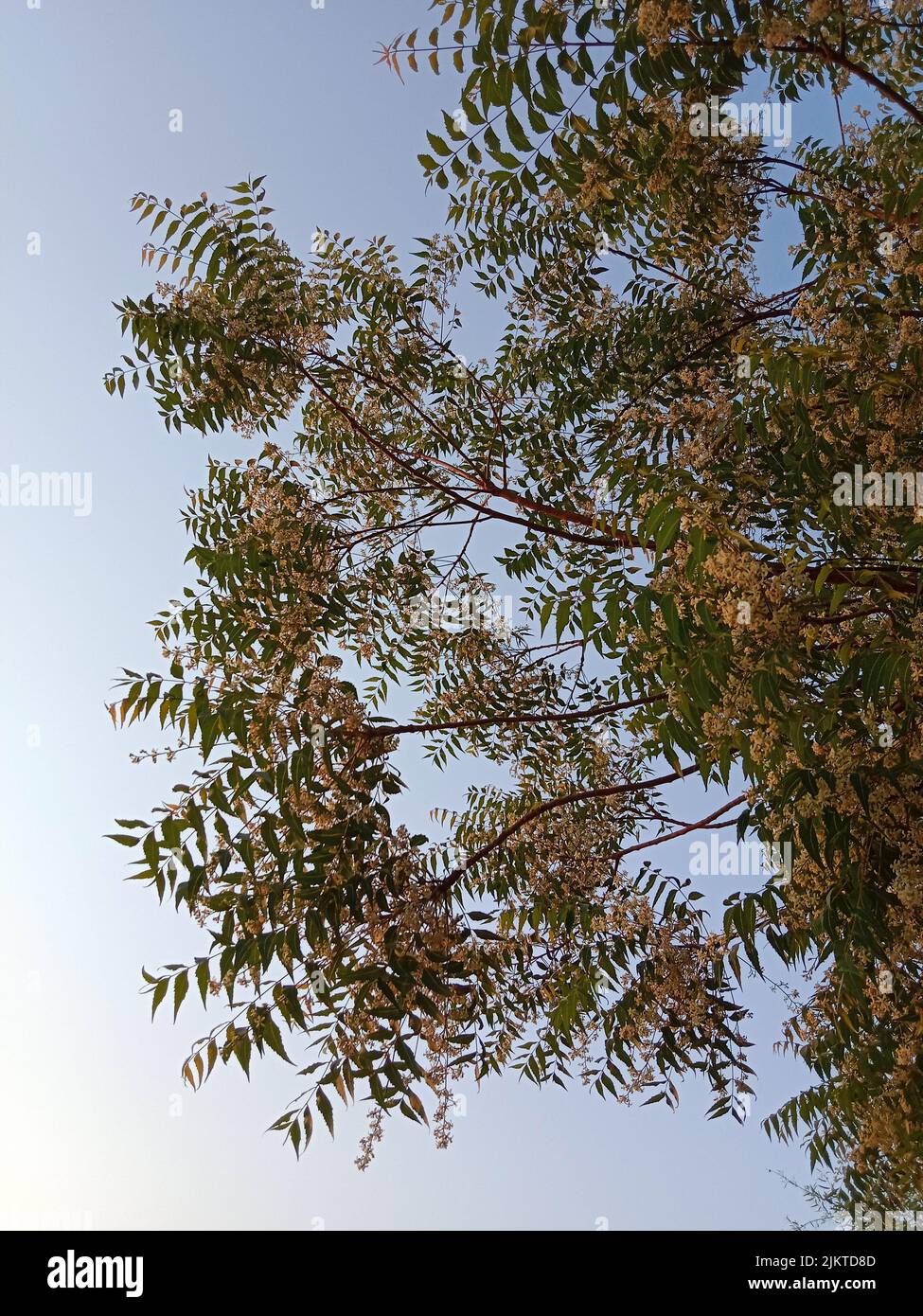 A low angle shot of a neem tree flower on a blue sky background Stock ...