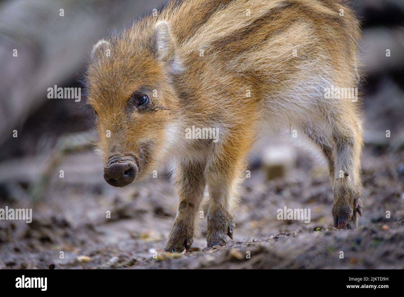 A close-up shot of a wild brown baby boar walking in its natural ...