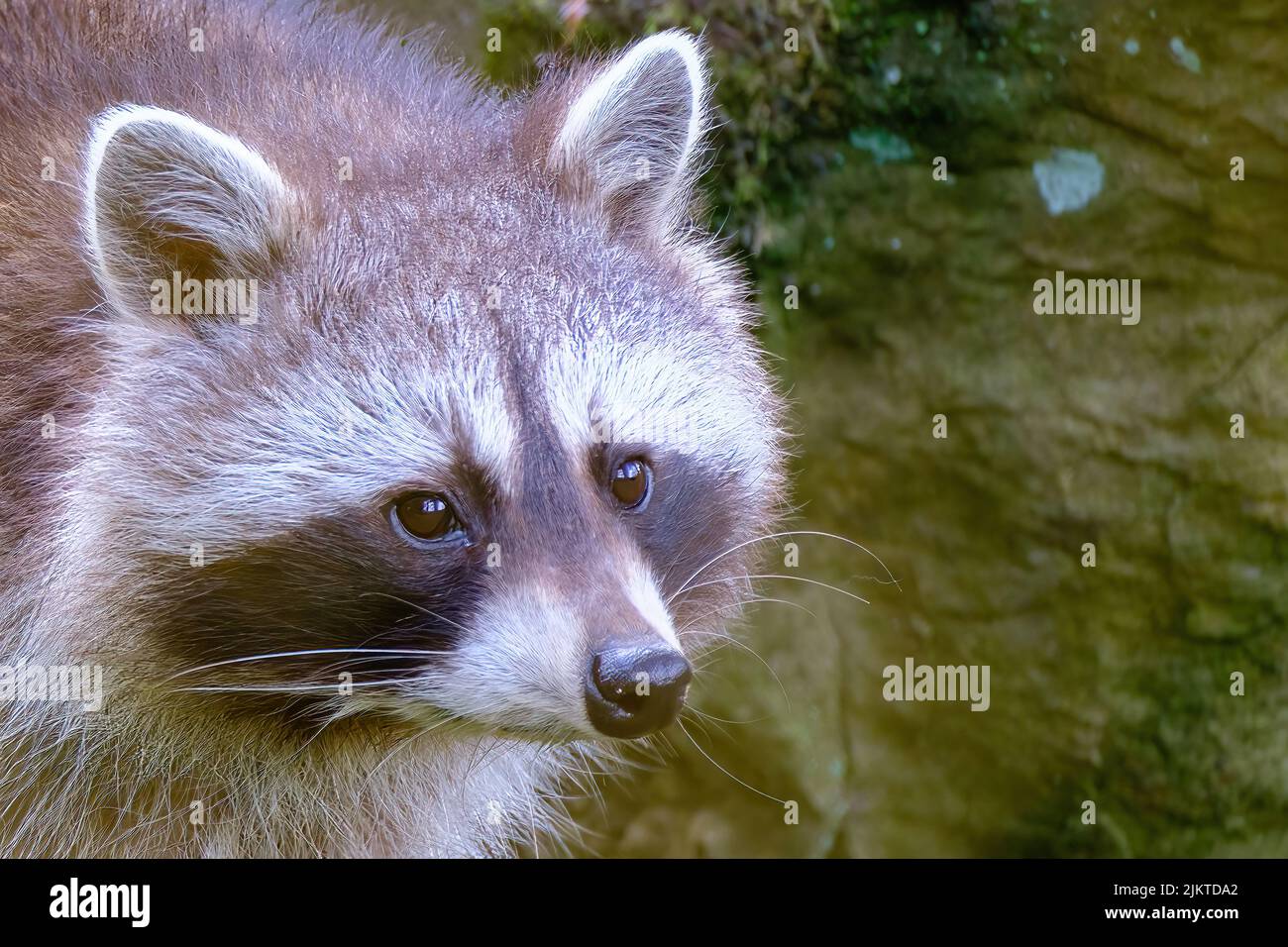 A cute Raccoon on a blurred background in the forest Stock Photo - Alamy