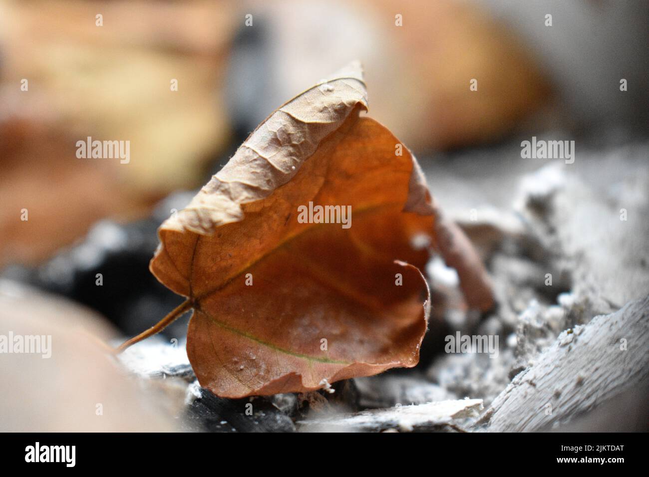 Close up dry leaf hi-res stock photography and images - Alamy