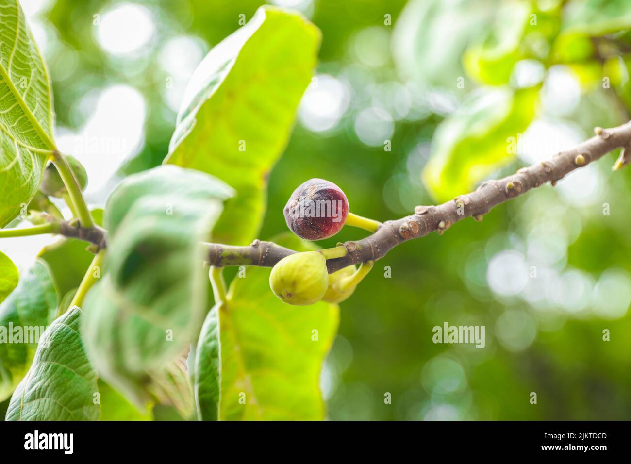A closeup of raw figs growing on the branch of a green tree in sunlight ...