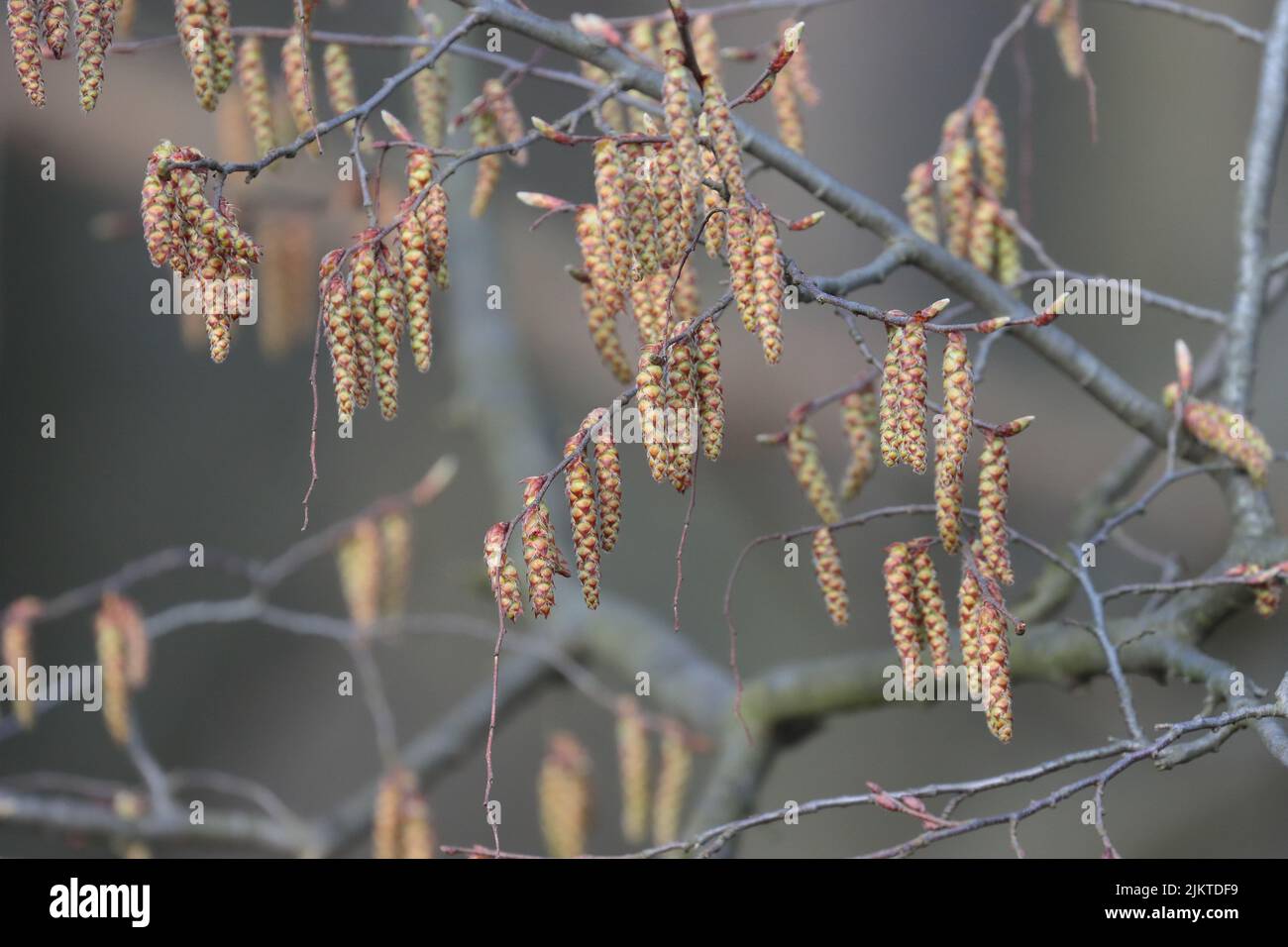 Alnus serrulata hi-res stock photography and images - Alamy