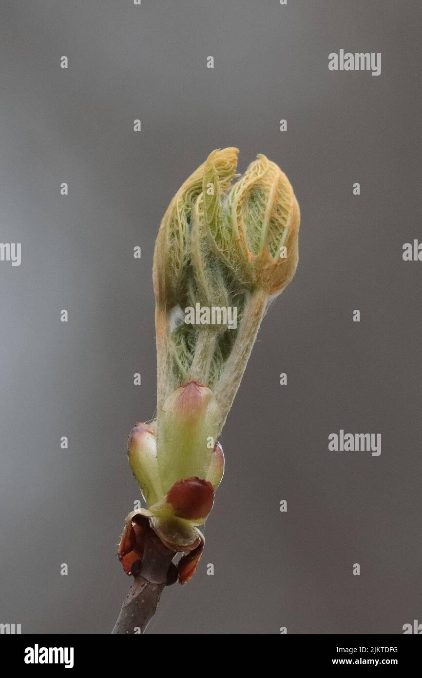 Sprout tree hi-res stock photography and images - Alamy