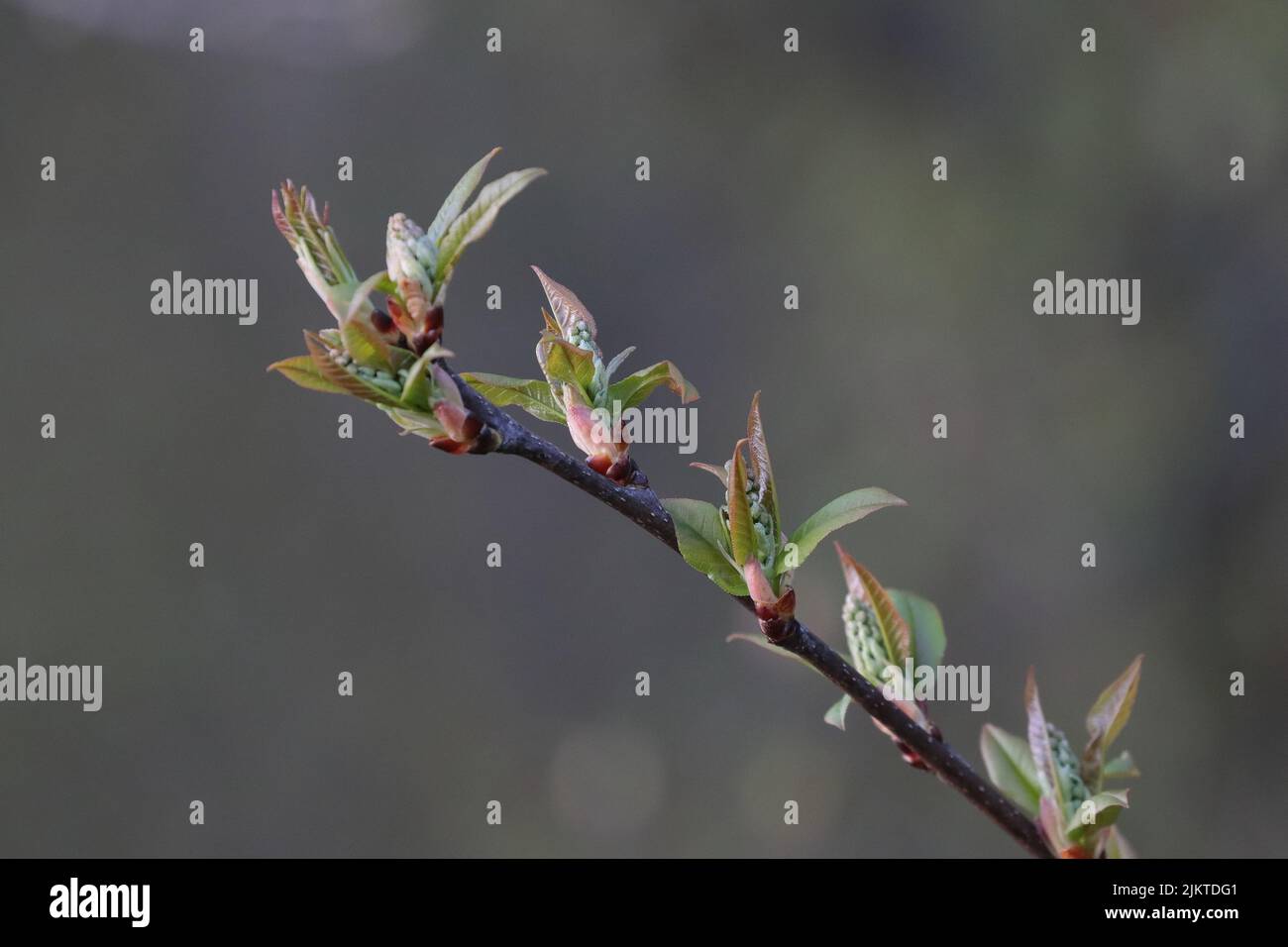 Branch tree green sprout hi-res stock photography and images - Alamy