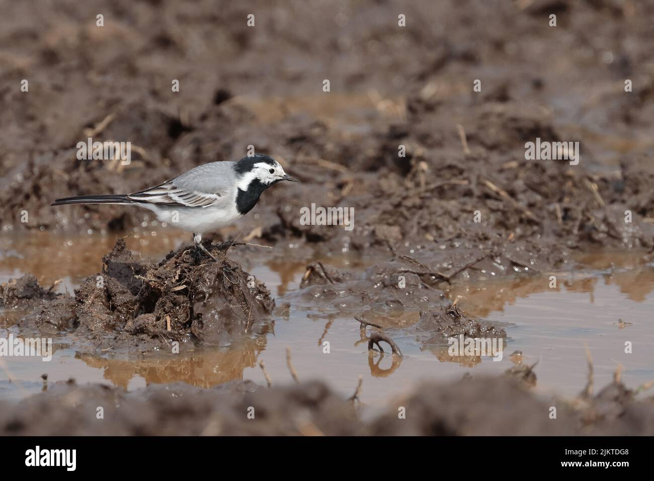 Wagtail detail hi-res stock photography and images - Alamy