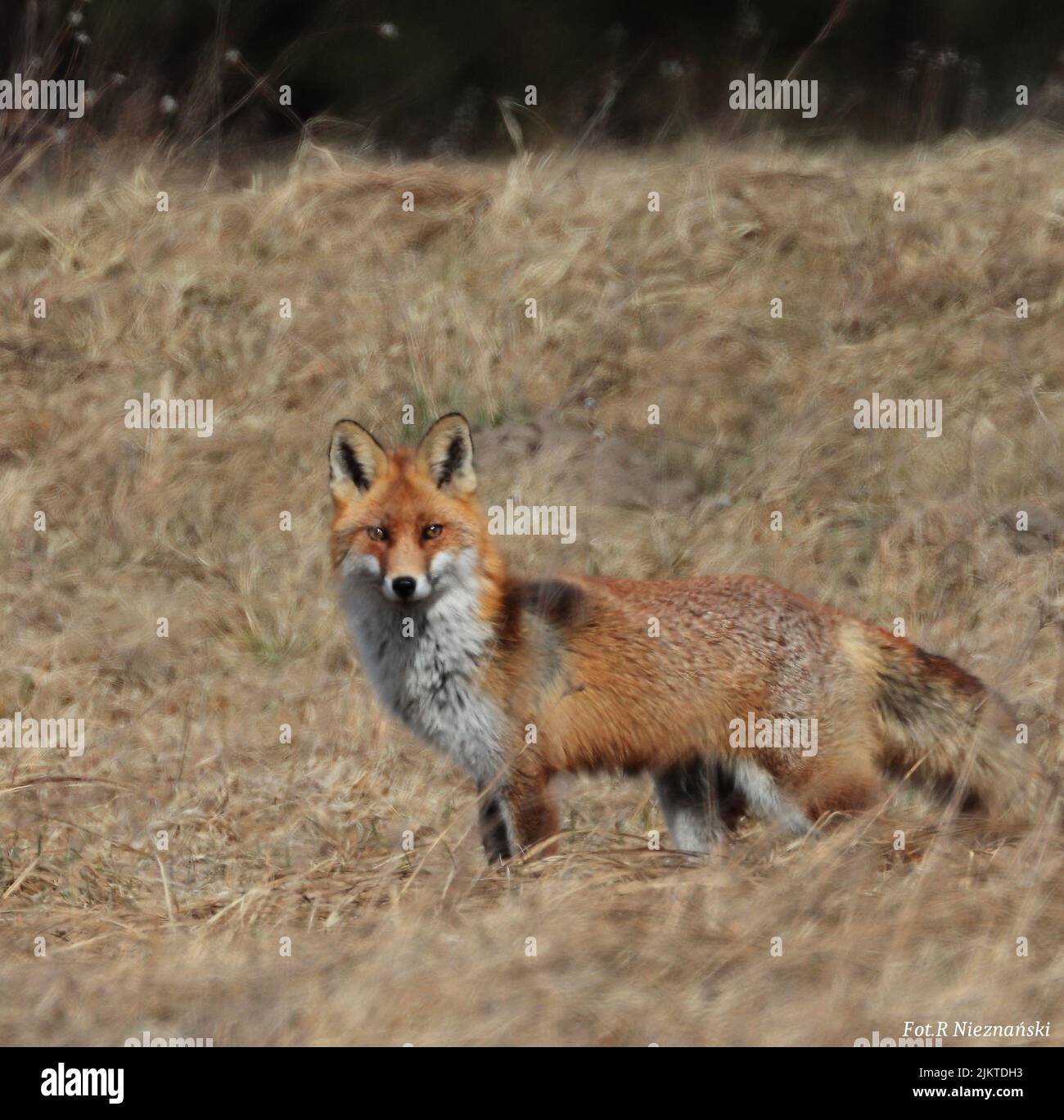 Fox in the meadow hi-res stock photography and images - Alamy