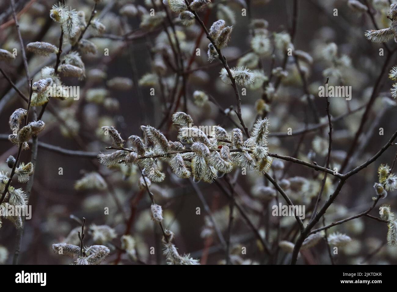 The bloomed Willow Catkins on tree Stock Photo - Alamy