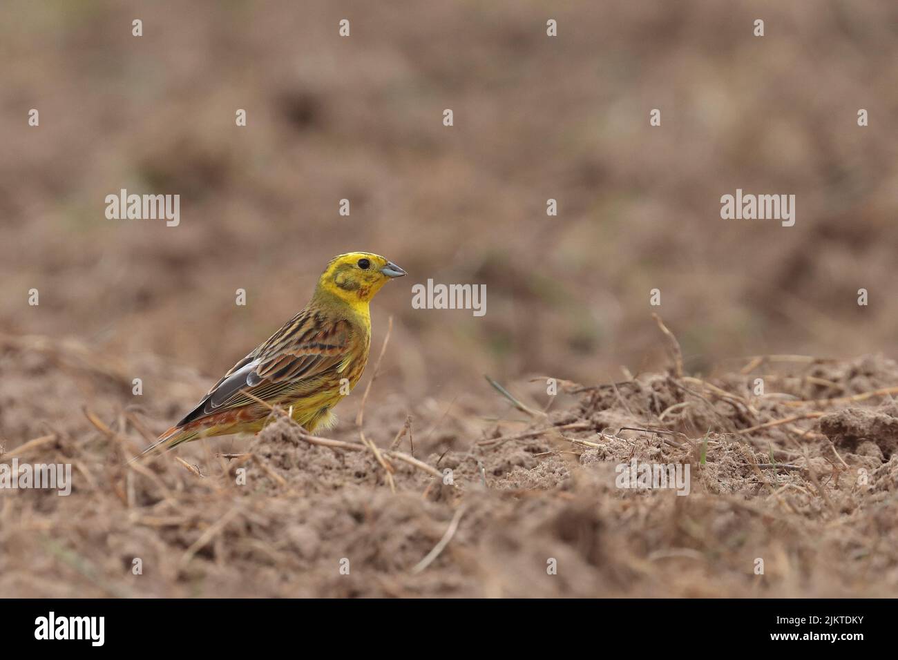 Yellowhammer nature hi-res stock photography and images - Alamy