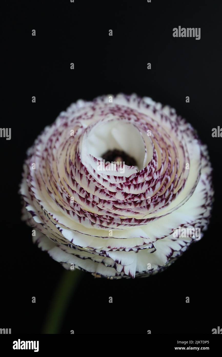 The vertical shot of a white purple pattern small Buttercup or ...