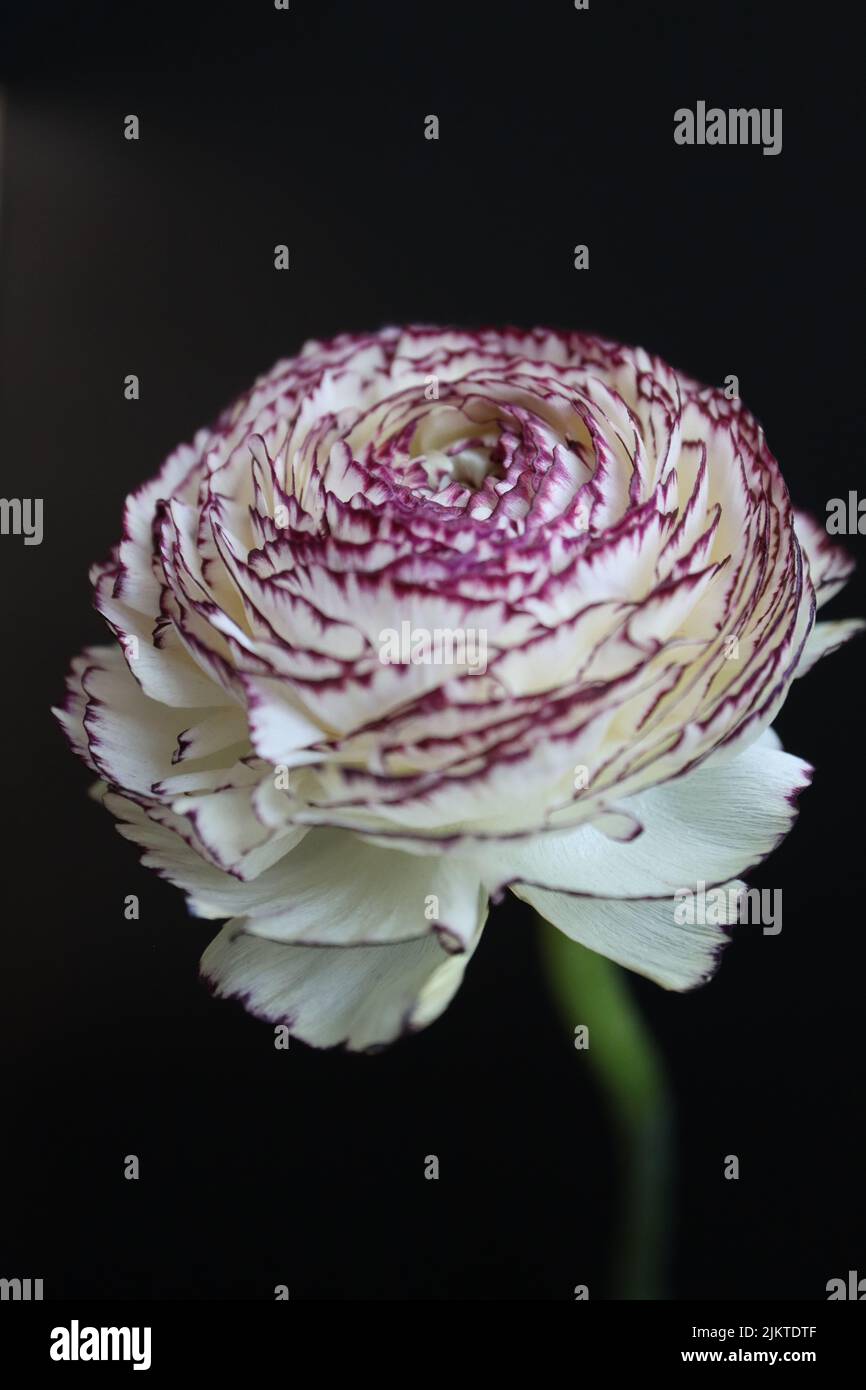 White double buttercup hi-res stock photography and images - Alamy