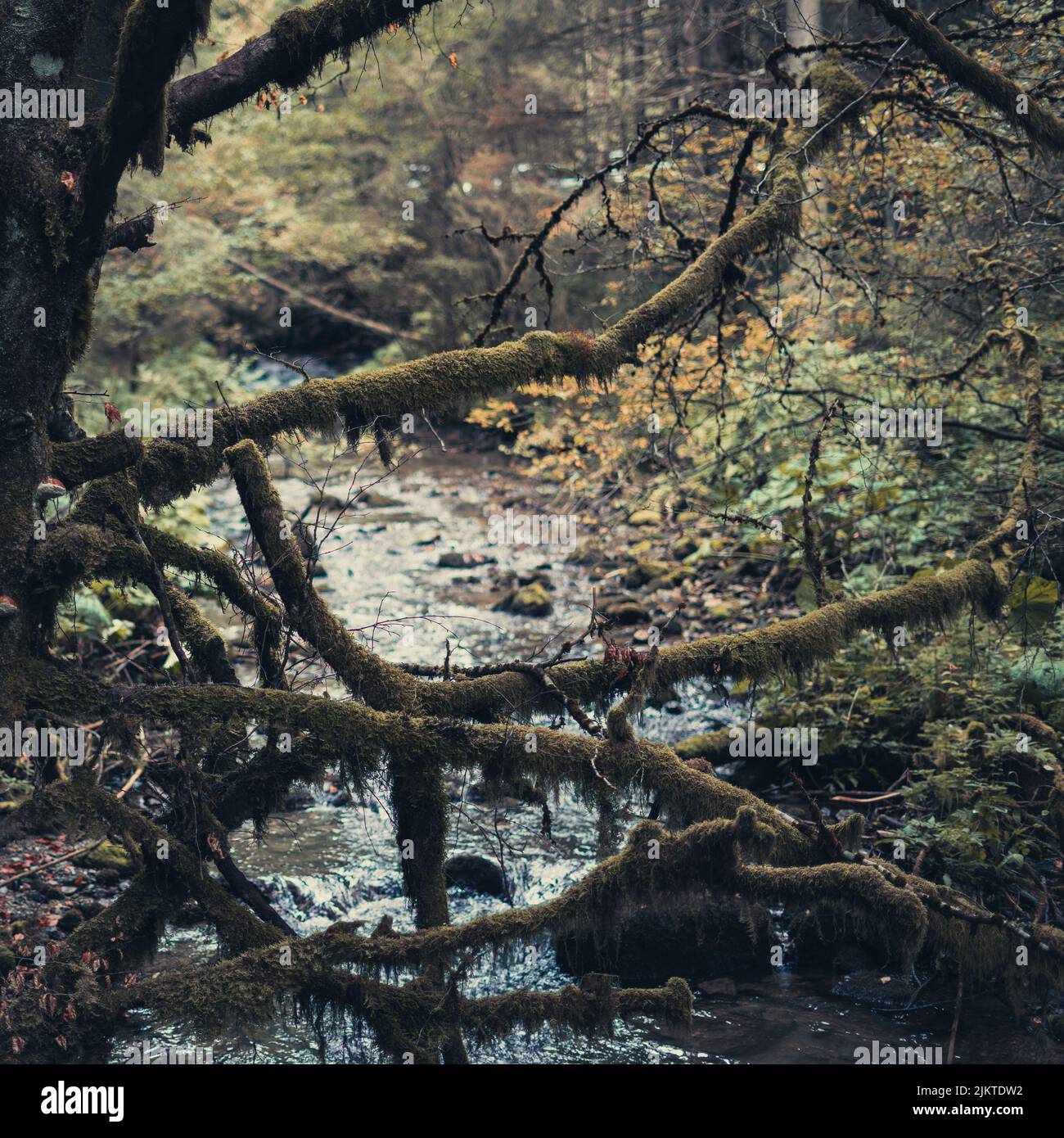 Tree branches in river hi-res stock photography and images - Alamy