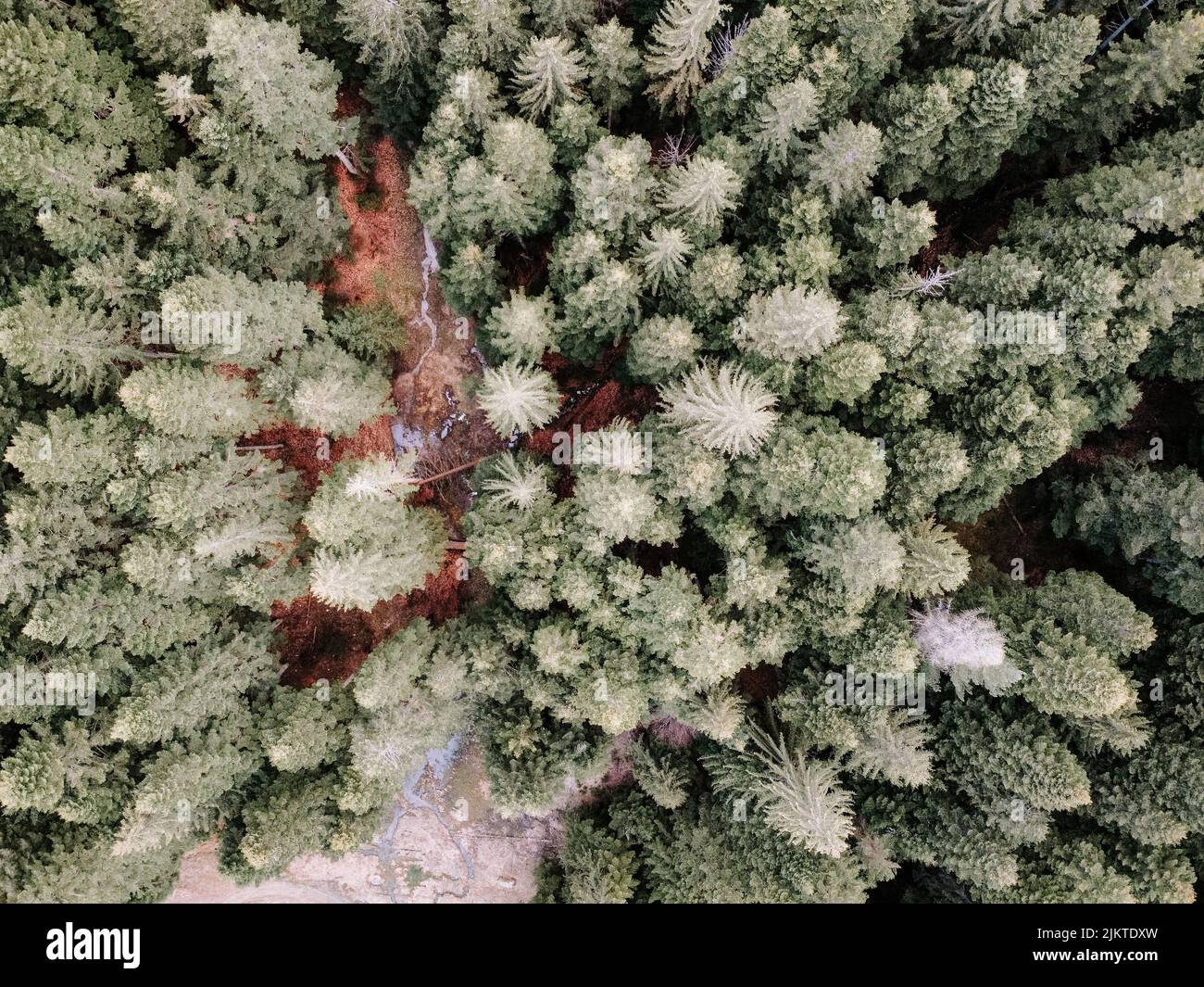 Forest bird's eye view hi-res stock photography and images - Alamy