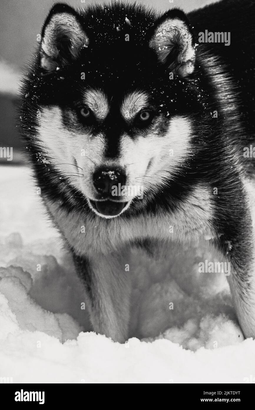 Closeup shot husky standing hi-res stock photography and images - Alamy