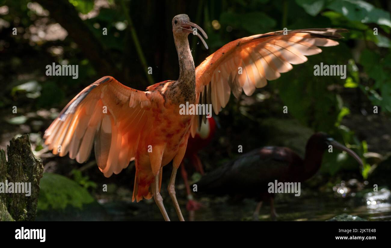 The close-up shot of a Scarlet ibis in a forest river water Stock Photo ...