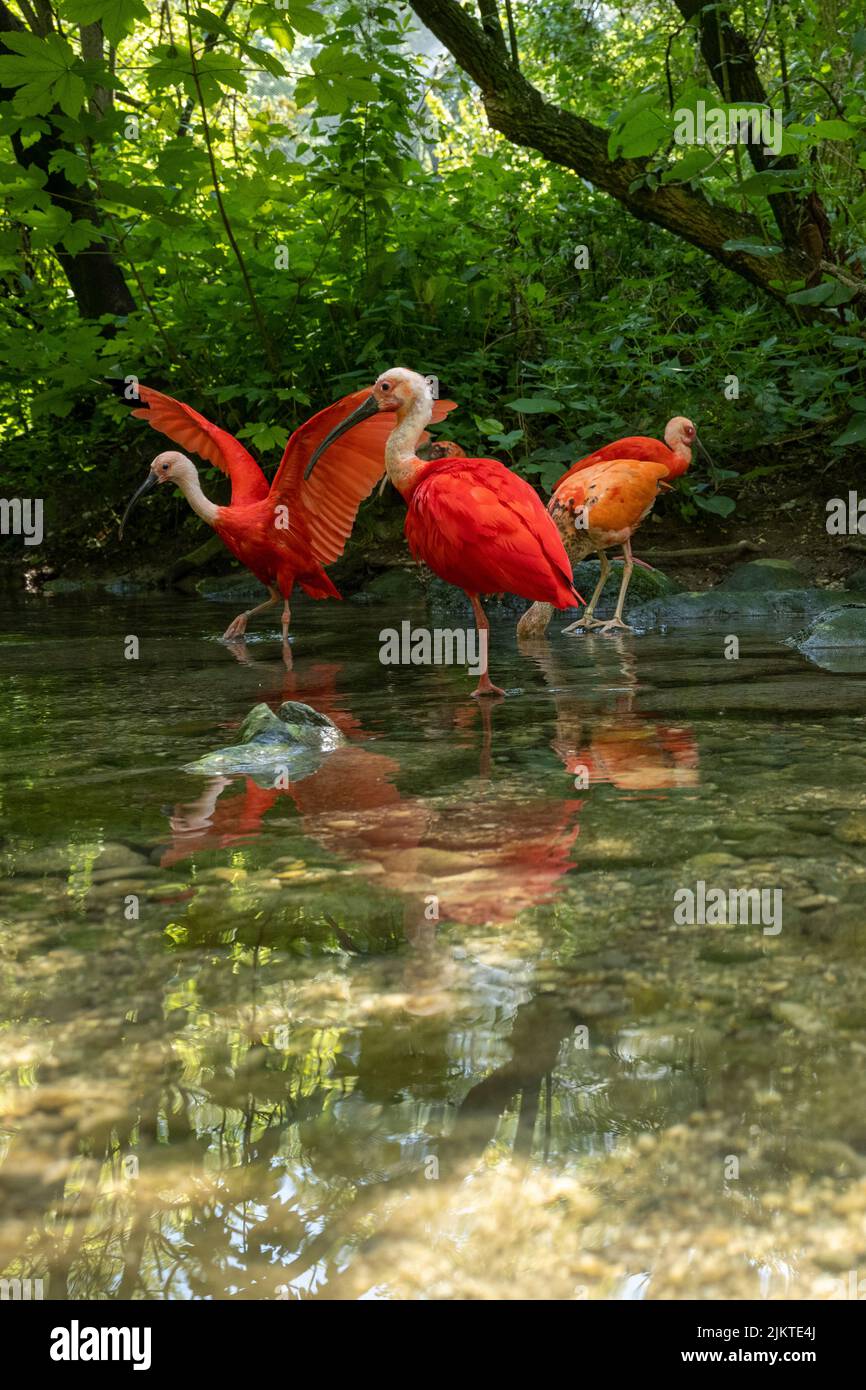 The close-up shot of a group of Scarlet ibis in a forest river water ...
