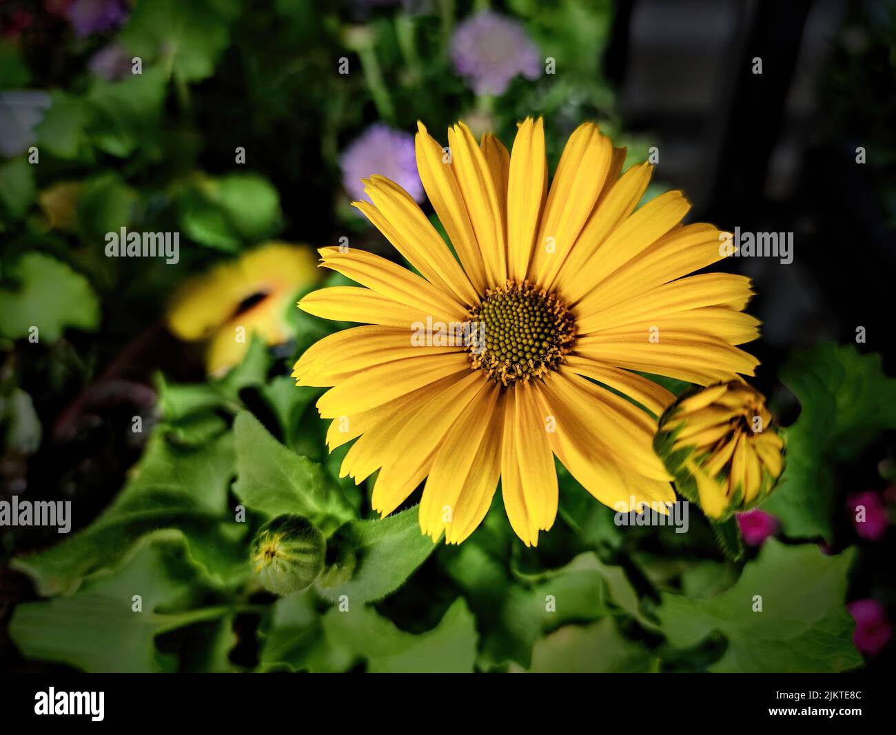 Golden box plant hi-res stock photography and images - Alamy