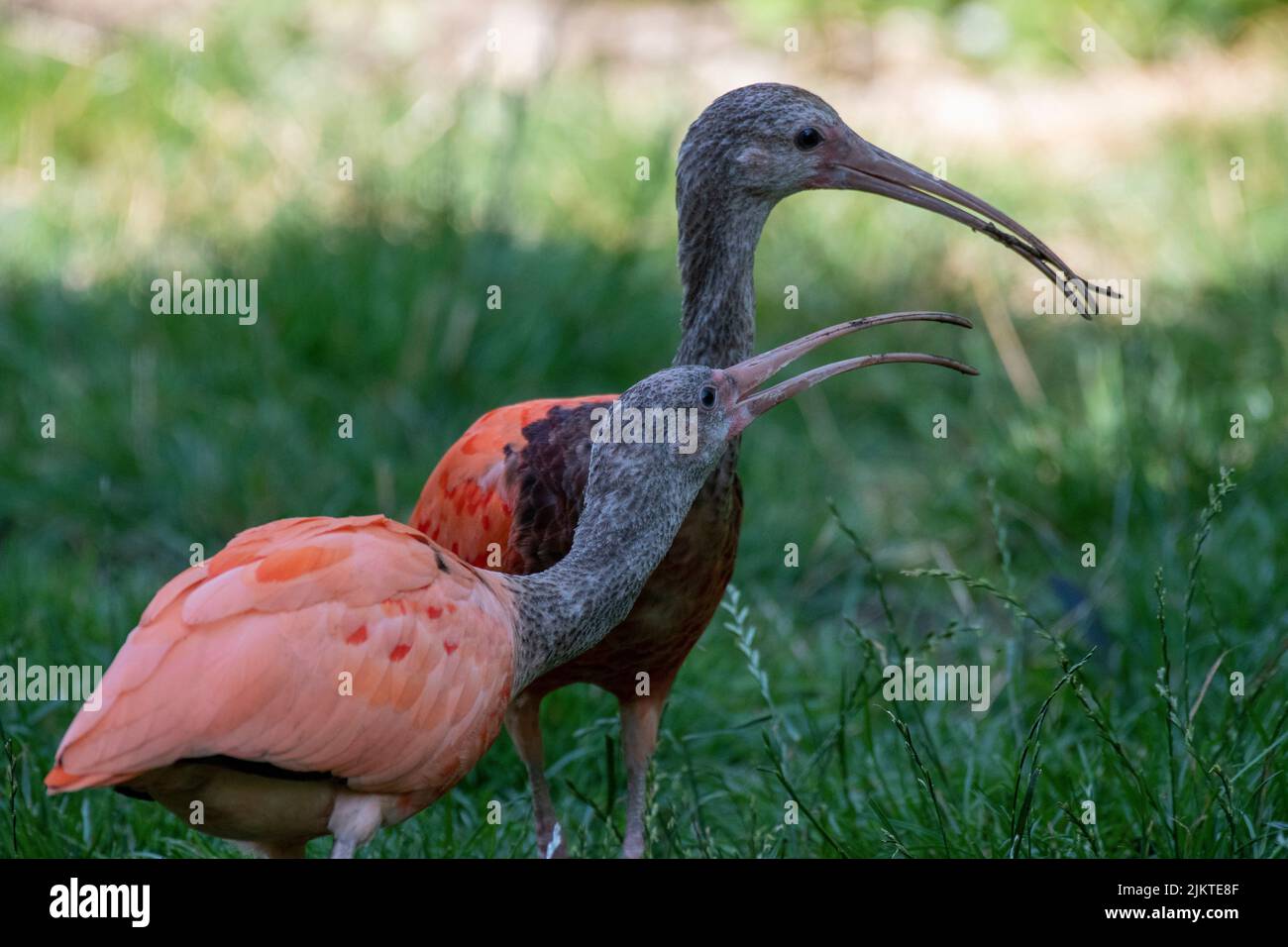 the Close-up shot of Scarlet ibis birds in a forest Stock Photo - Alamy