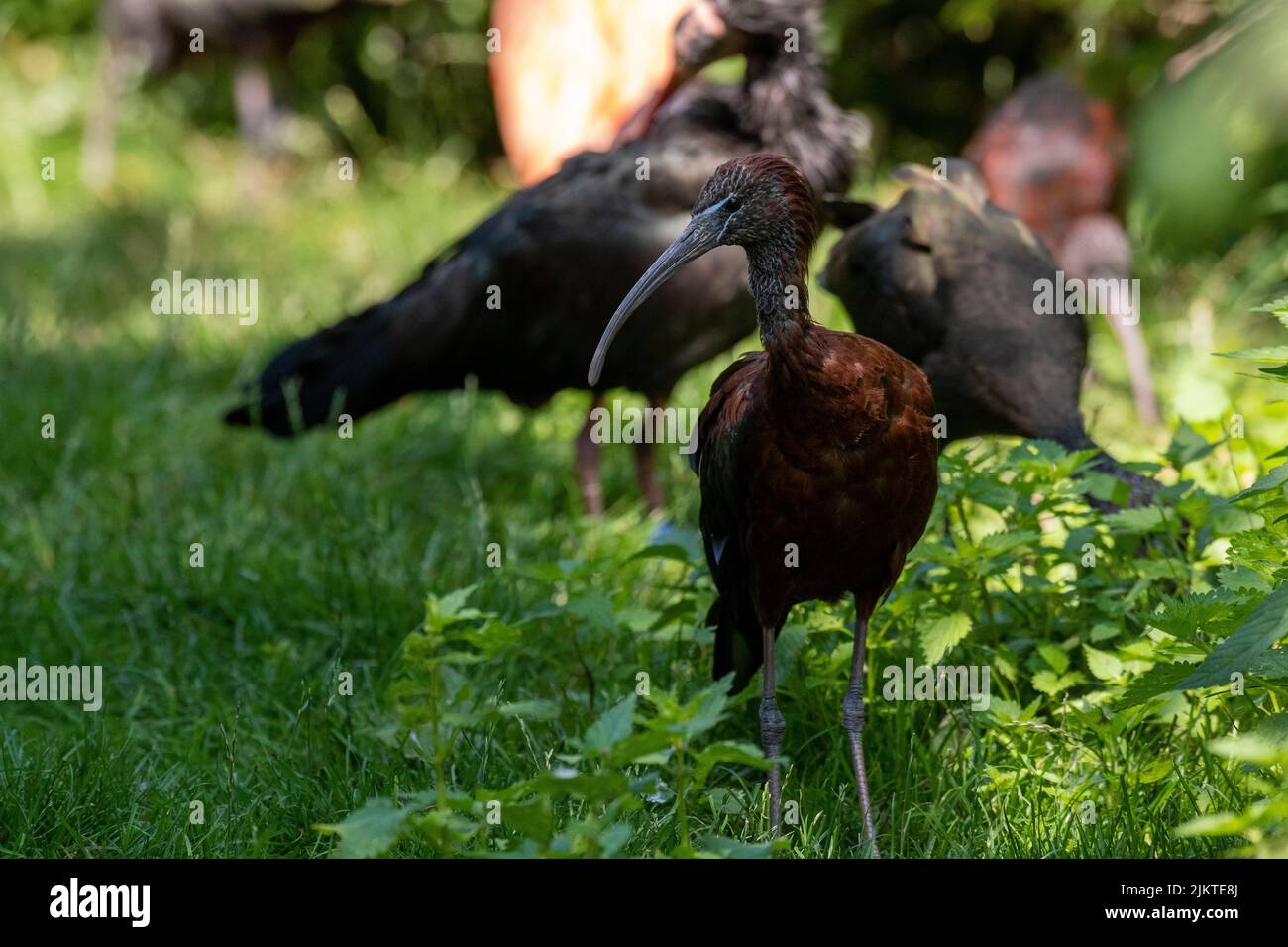 Shot birds on sand hi-res stock photography and images - Alamy