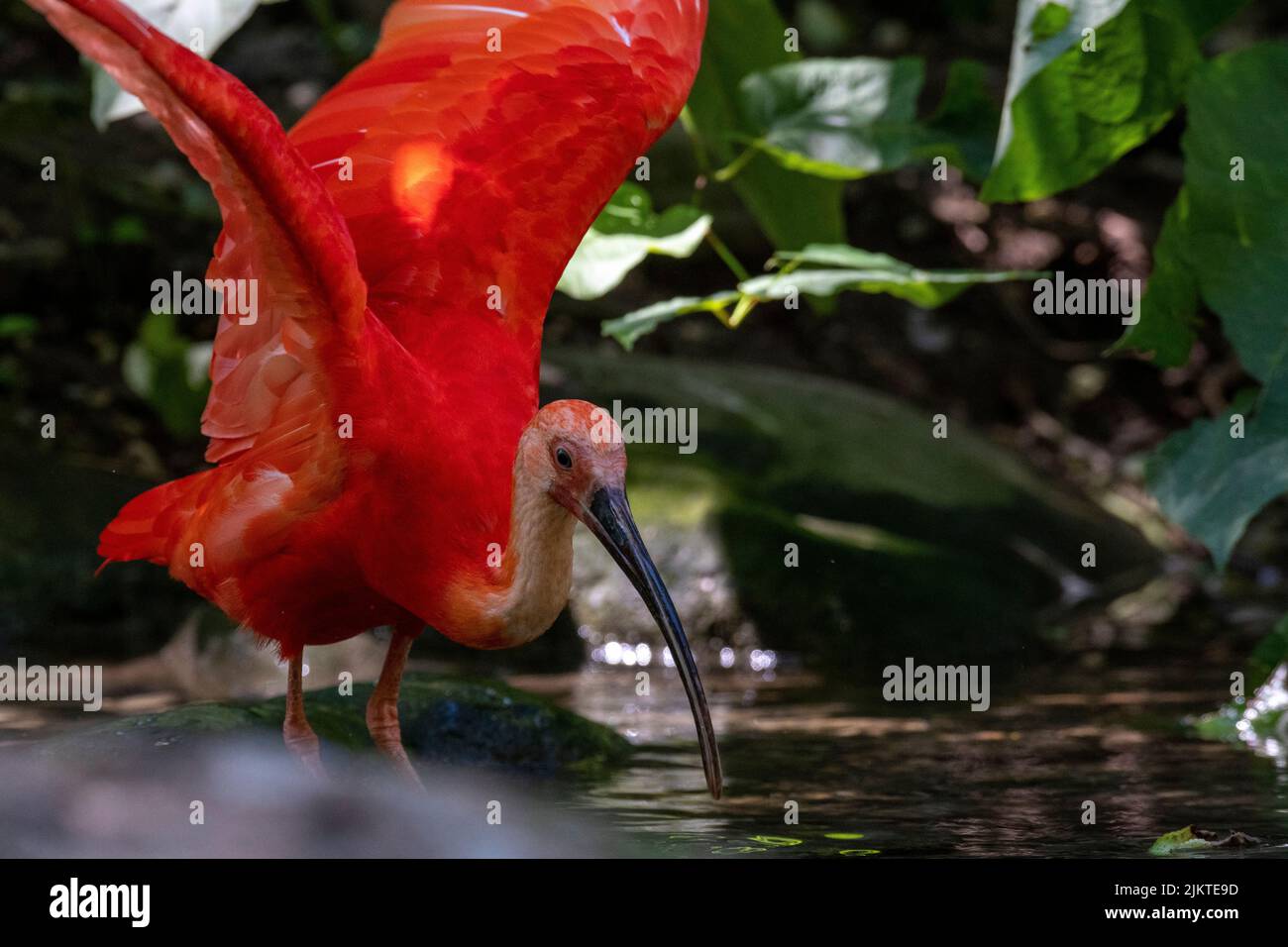 Ibis head close up hi-res stock photography and images - Alamy