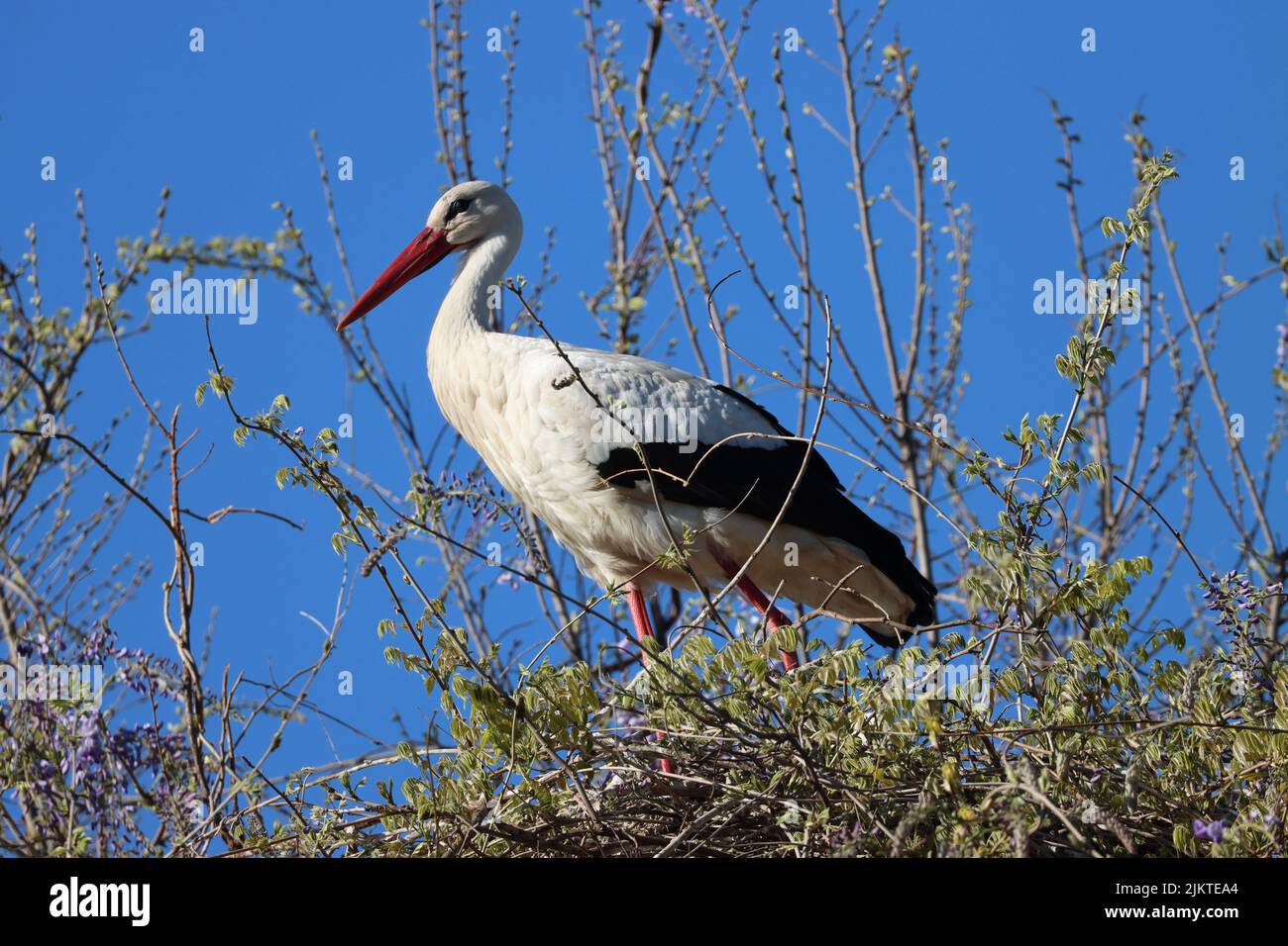 migratory wild bird white stork in its habitat Stock Photo - Alamy