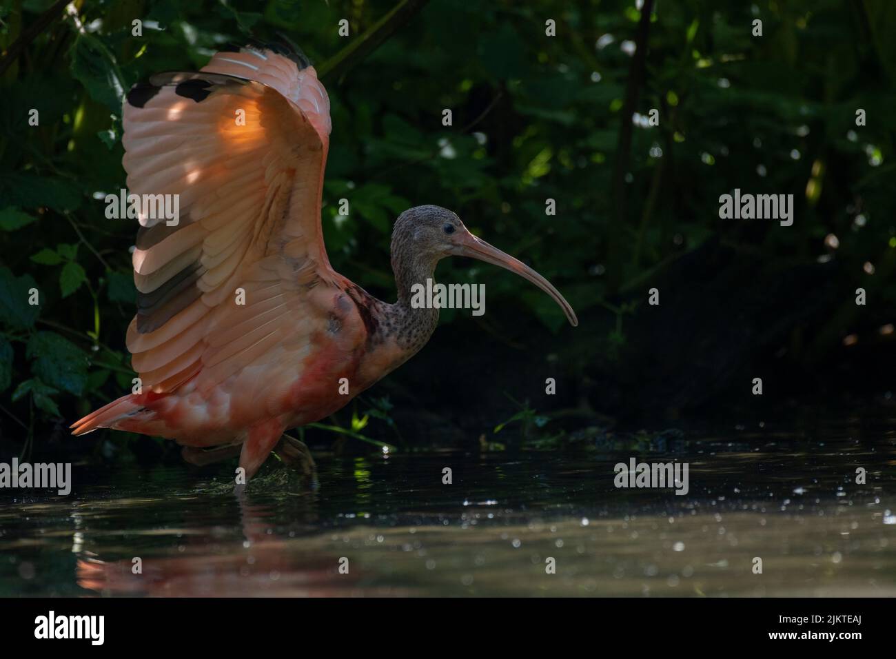 Ibis head close up hi-res stock photography and images - Alamy