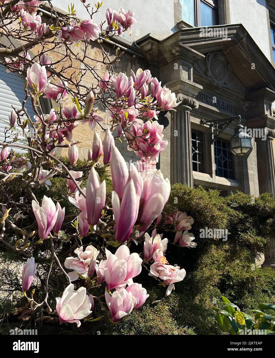Magnolia tree in front garden hi-res stock photography and images - Alamy