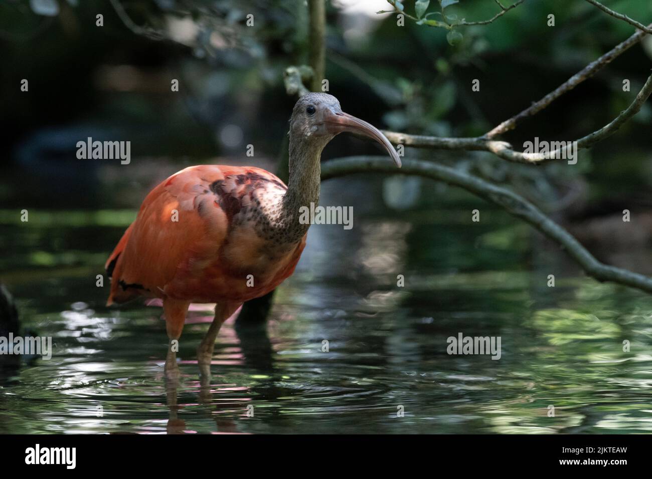 The close-up shot of a Scarlet ibis in a forest river Stock Photo - Alamy