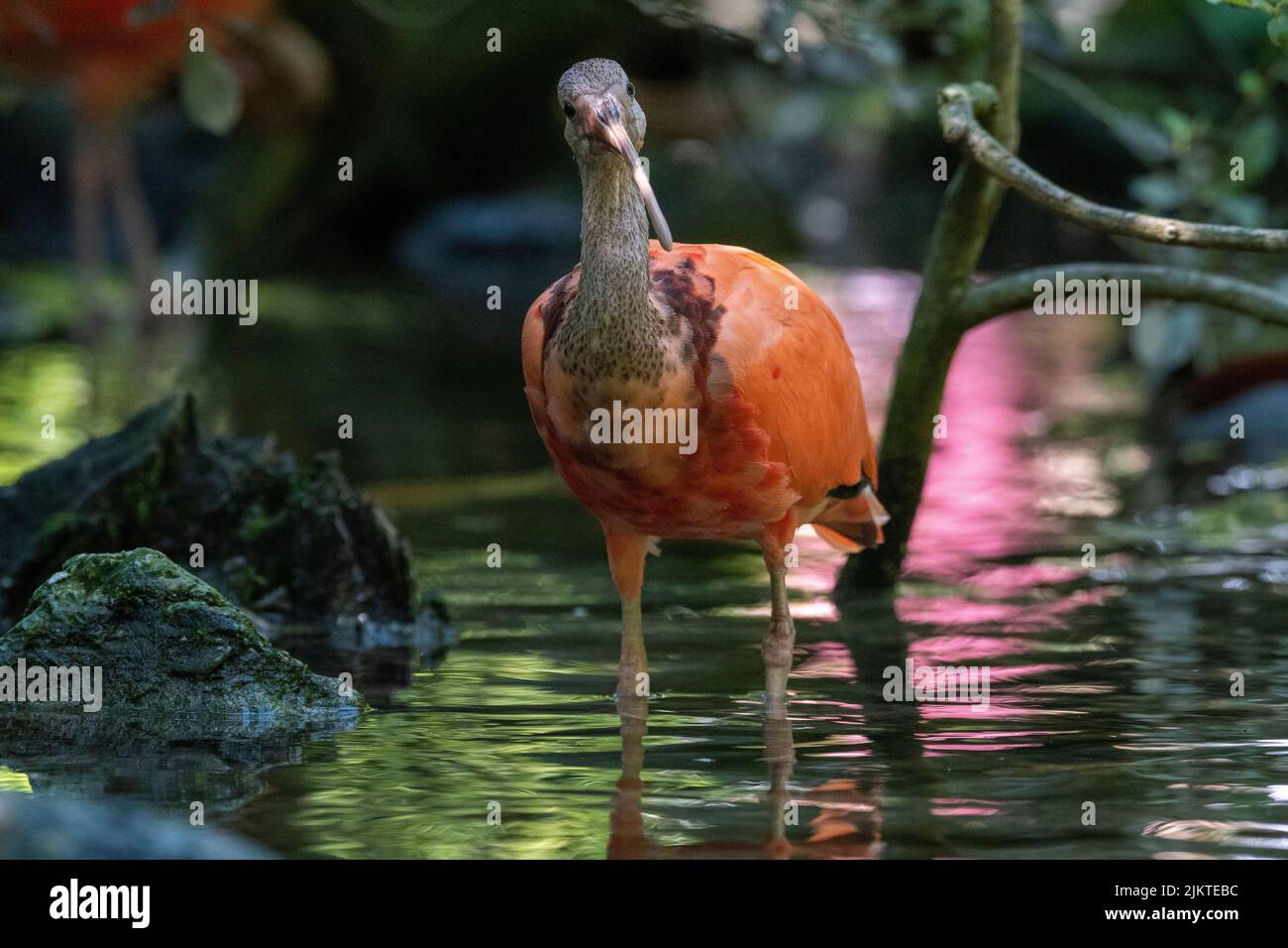 The close-up shot of a Scarlet ibis in a forest river Stock Photo - Alamy