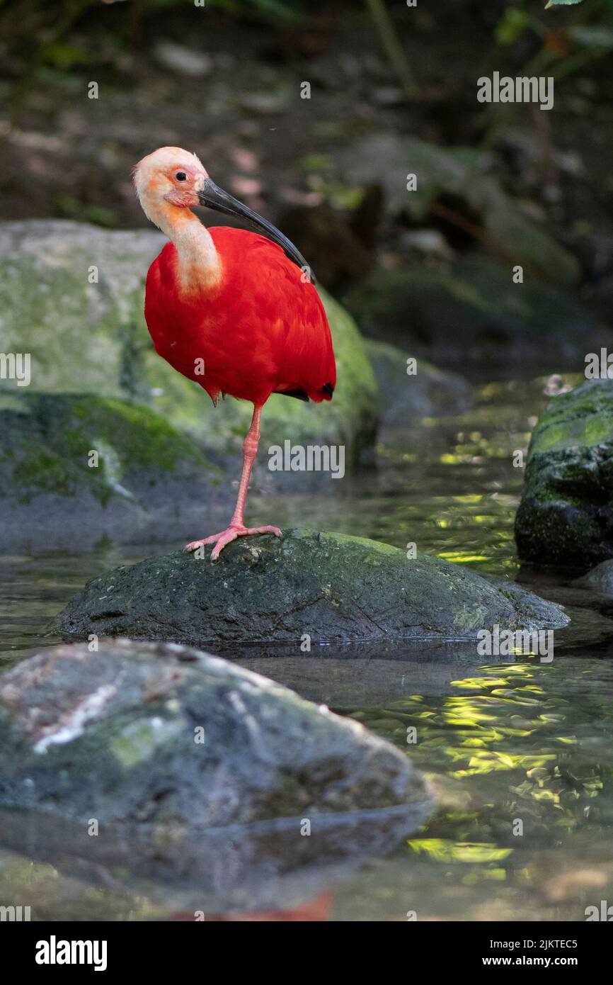 Scarlet ibis river hi-res stock photography and images - Alamy
