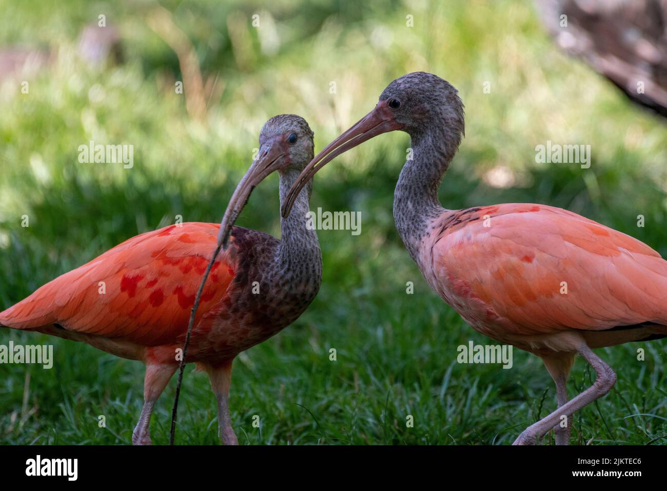 The close-up shot of two Scarlet ibis in a forest Stock Photo - Alamy