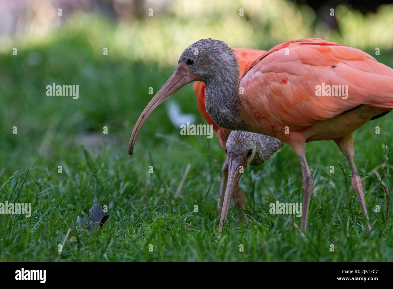 Red ibis hi-res stock photography and images - Alamy