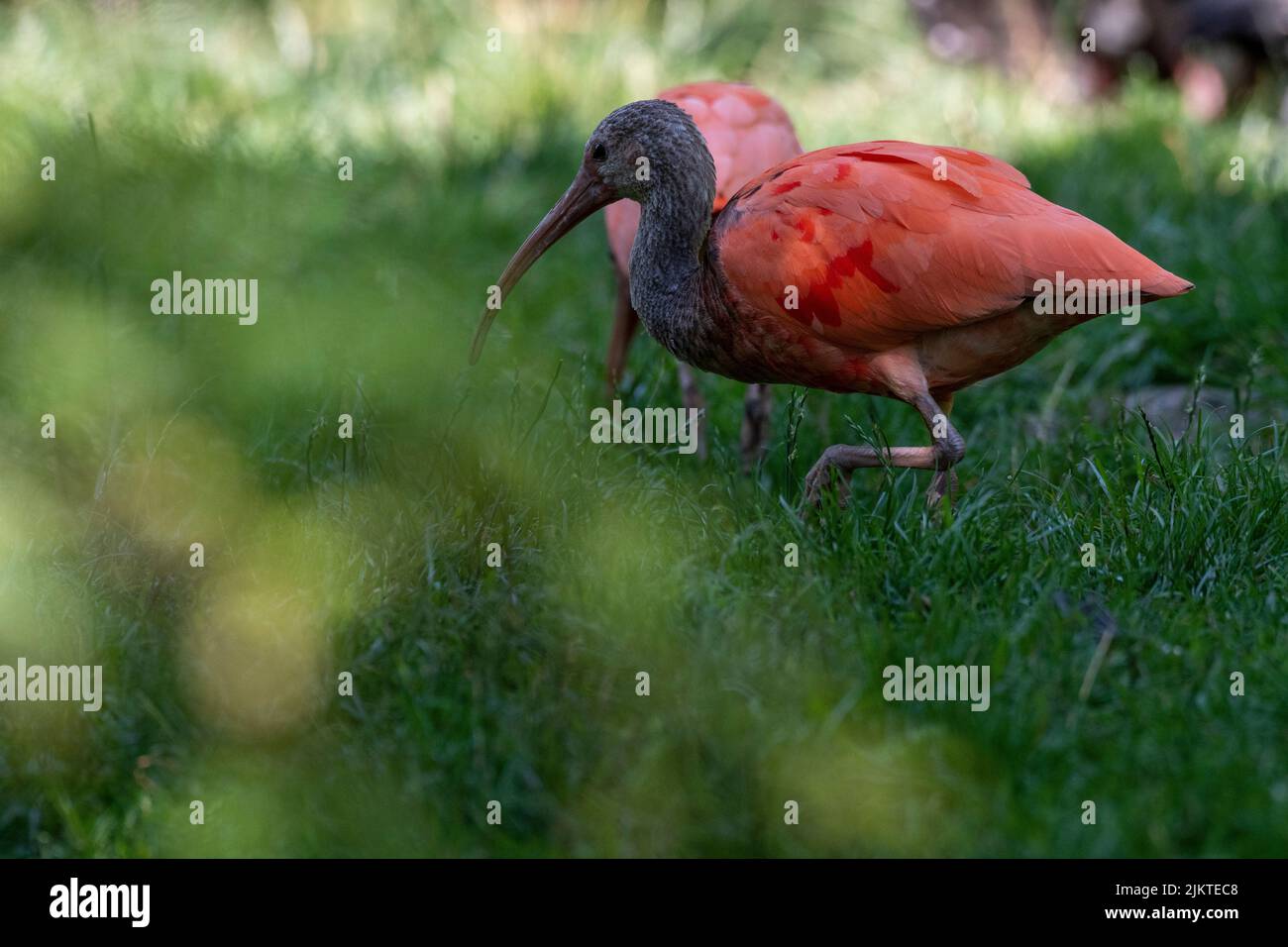 A red ibis eudocimus bird in a field Stock Photo - Alamy
