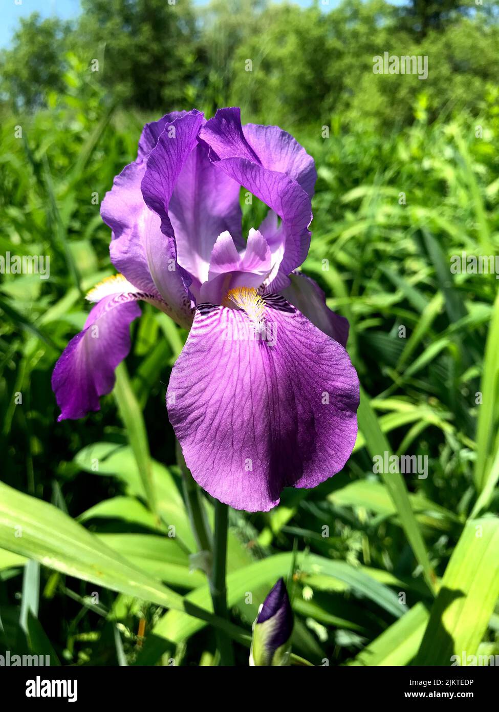 Cream iris hi-res stock photography and images - Alamy