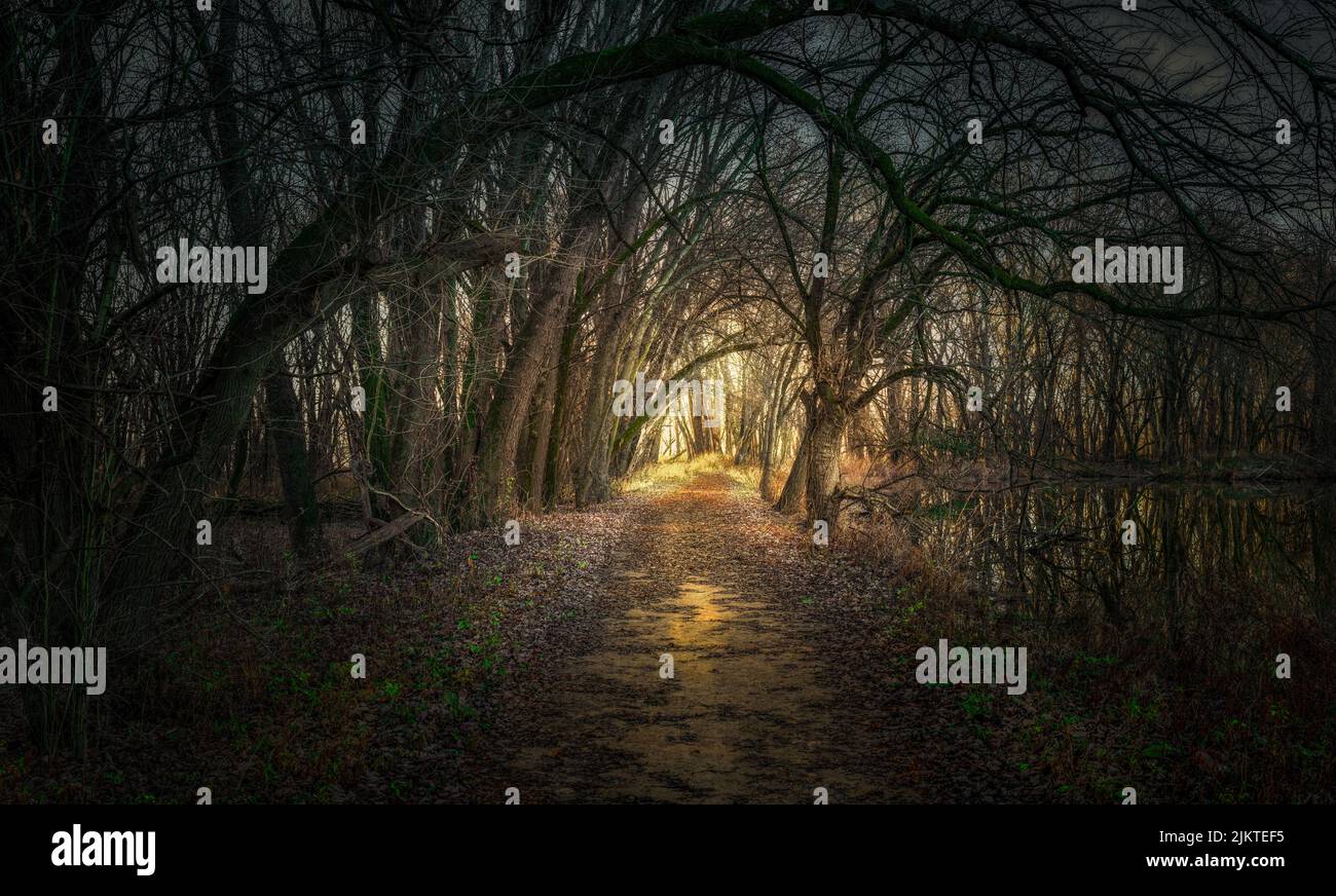 Beautiful nature long trees grass hi-res stock photography and images ...