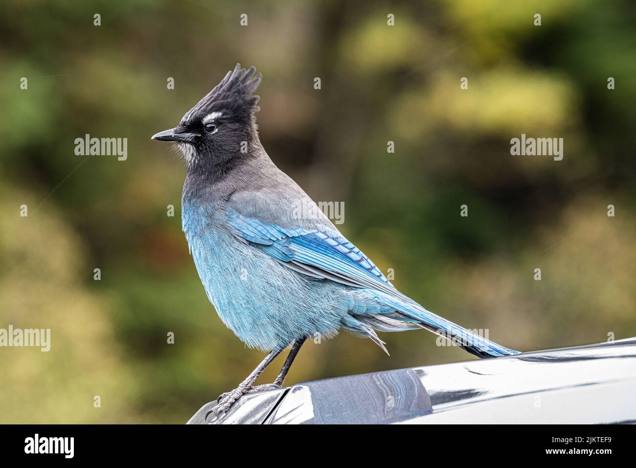 A closeup of Steller's jay, Cyanocitta stelleri. Canadian nature Stock ...