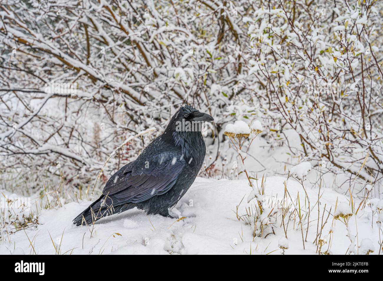 Raven snow hi-res stock photography and images - Alamy