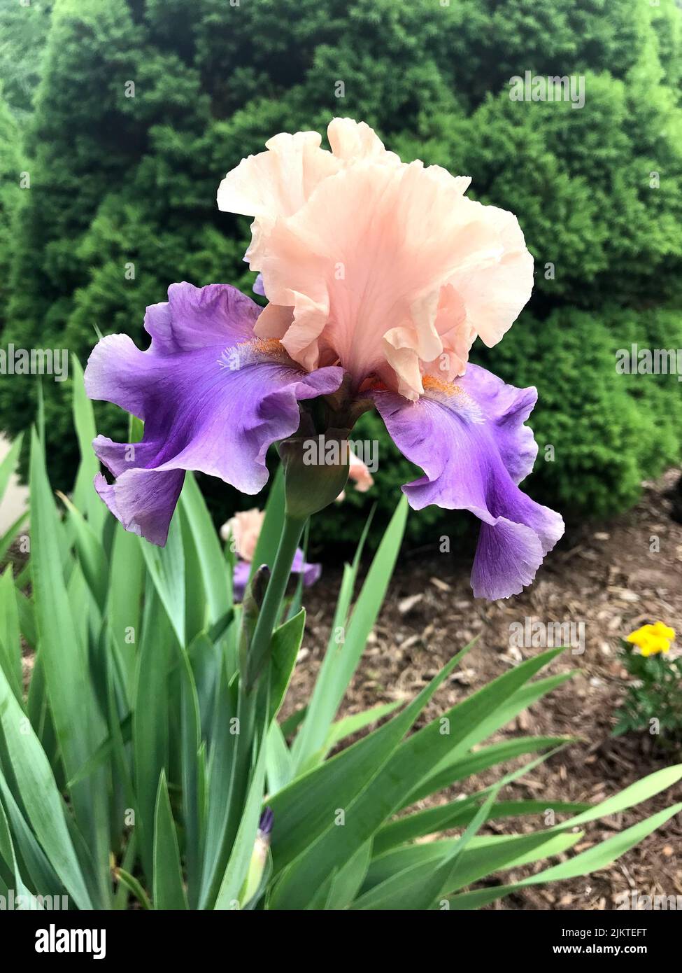 Cream iris hi-res stock photography and images - Alamy