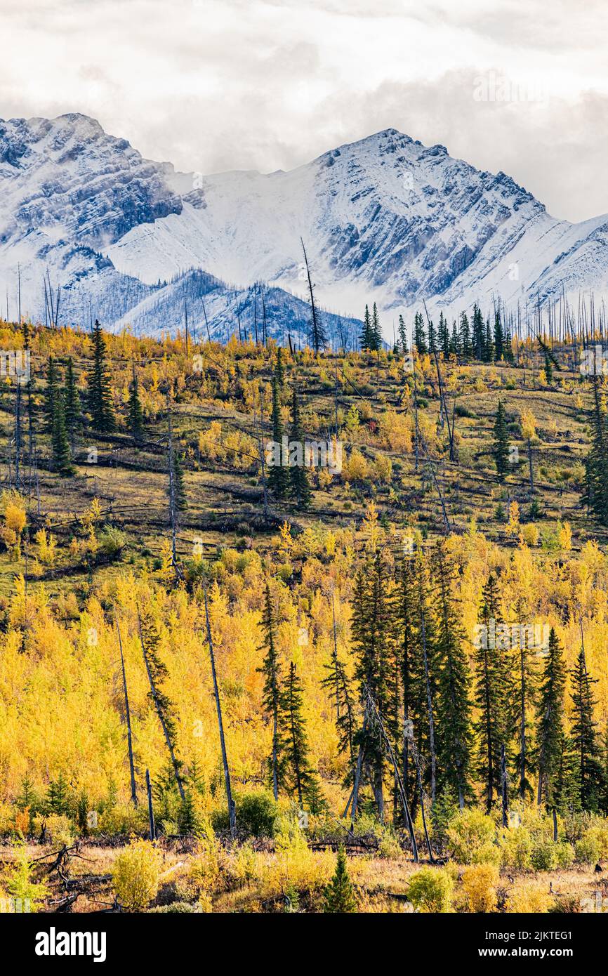A vertical shot of an autumn landscape with the forest and mountains ...