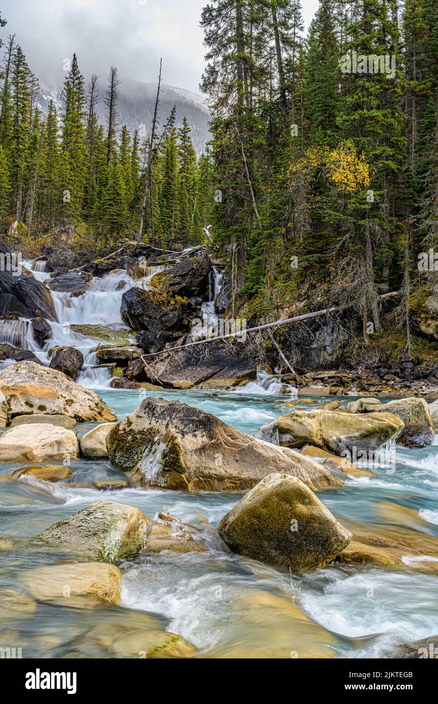A vertical shot of the river with rocks surrounded by pine trees ...