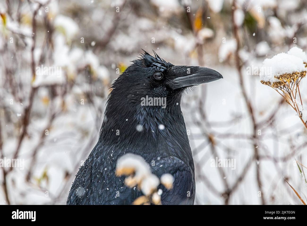 Raven closeup hi-res stock photography and images - Alamy