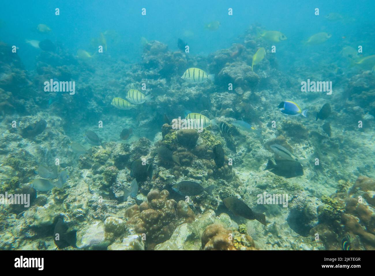 Colorful fish, underwater hi-res stock photography and images - Alamy